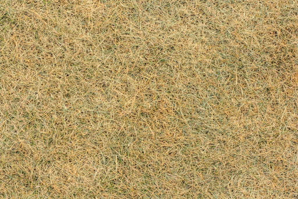 How To Tell Difference Between Dormant and Dead Grass